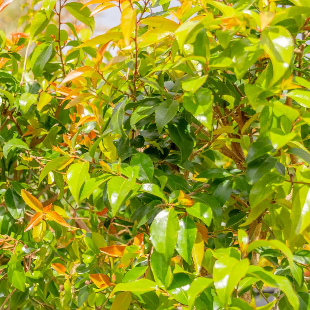 Xylosma | Hedge Material | Moon Valley Nurseries