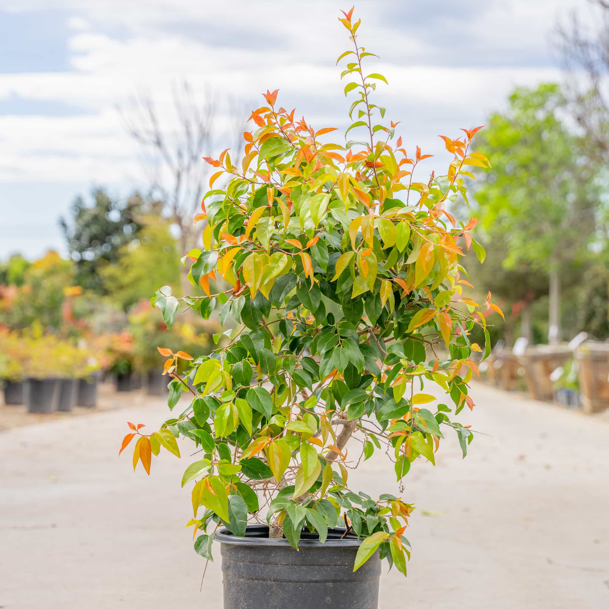 Xylosma | Hedge Material | Moon Valley Nurseries