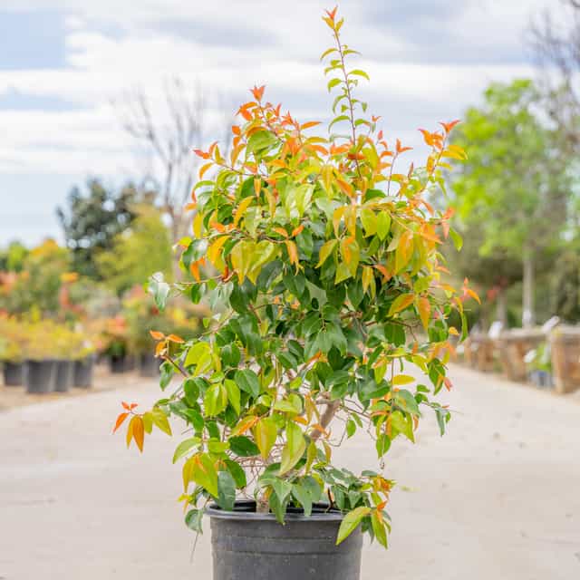 Xylosma | Hedge Material | Moon Valley Nurseries