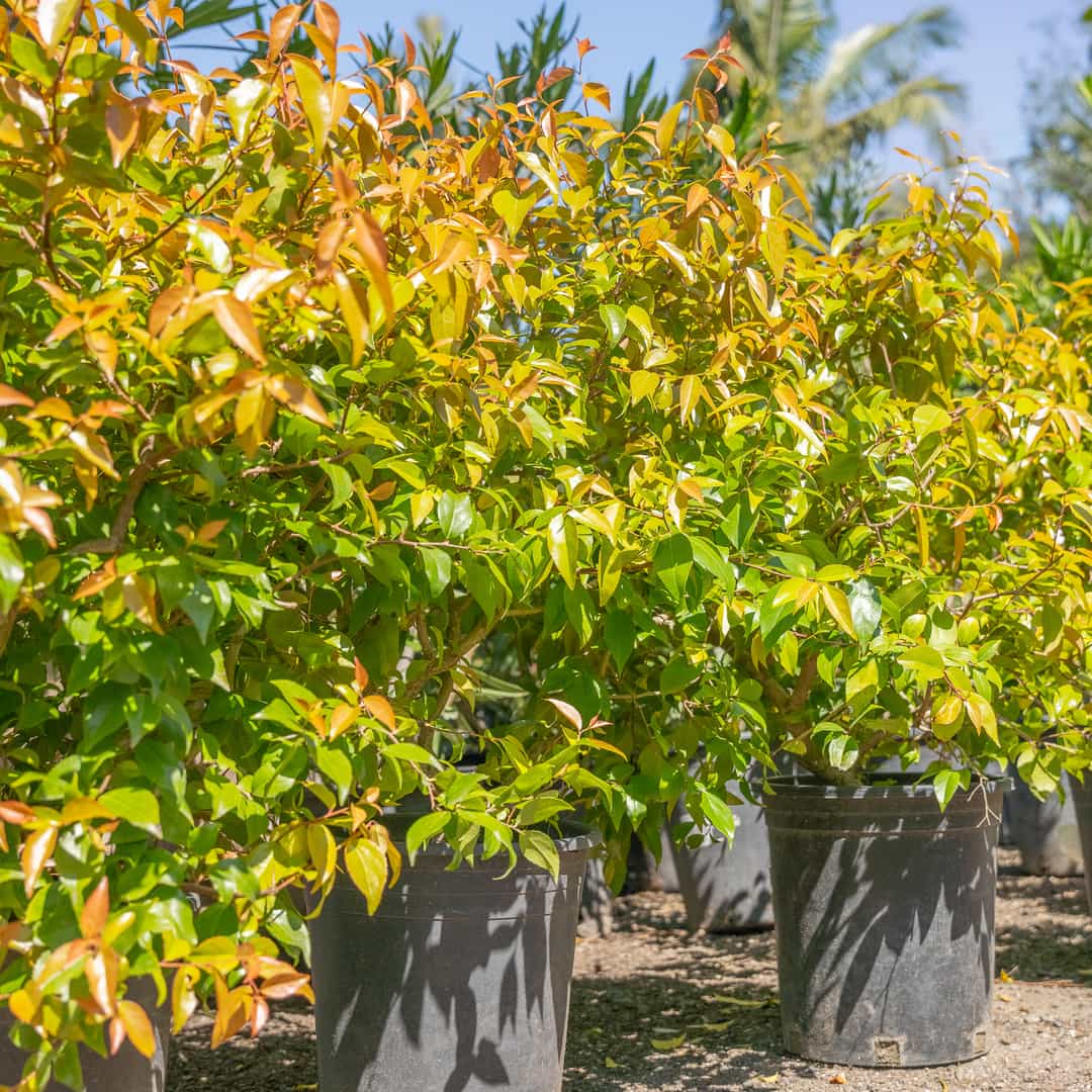 Xylosma | Hedge Material | Moon Valley Nurseries