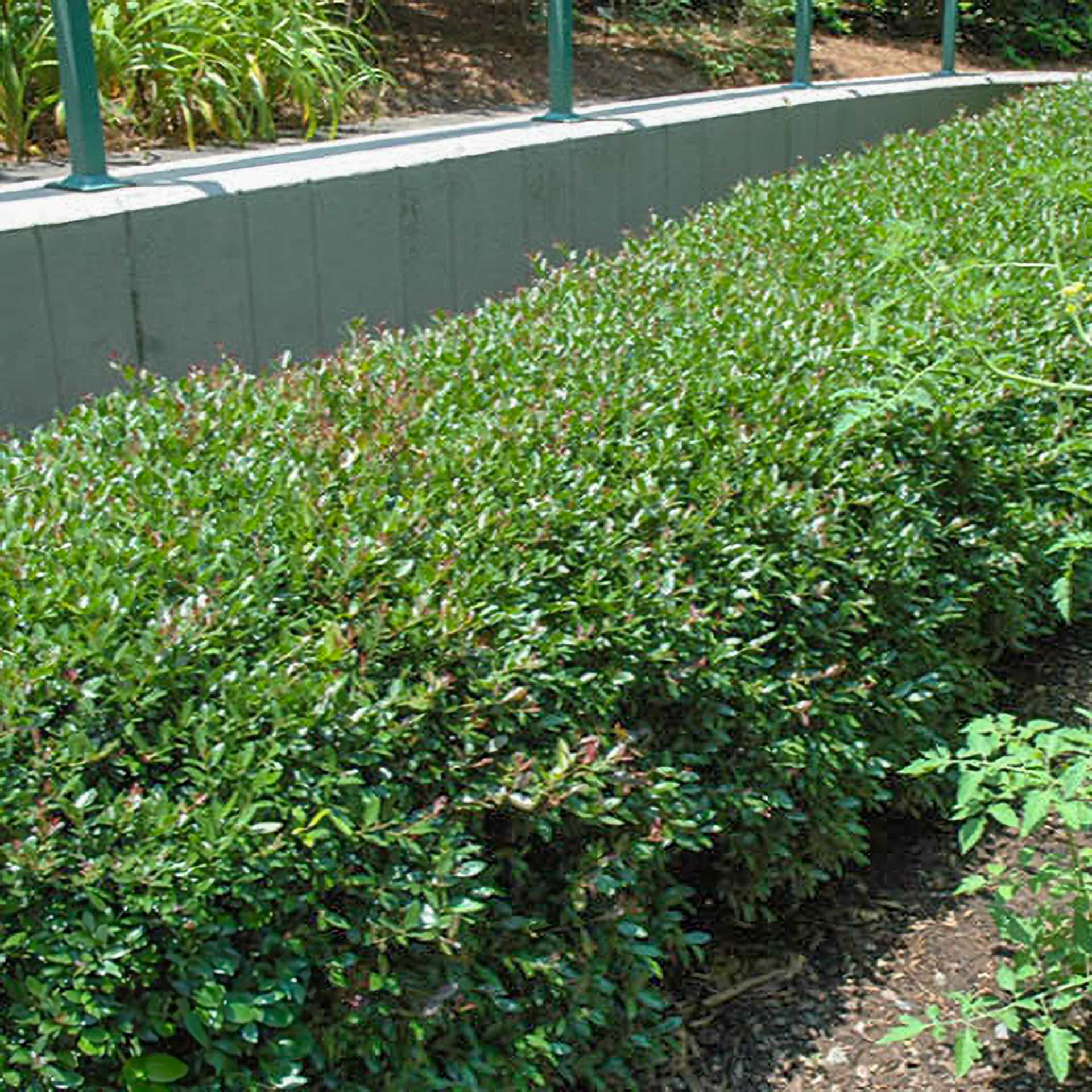Yaupon Holly | Shrubs | Moon Valley Nurseries