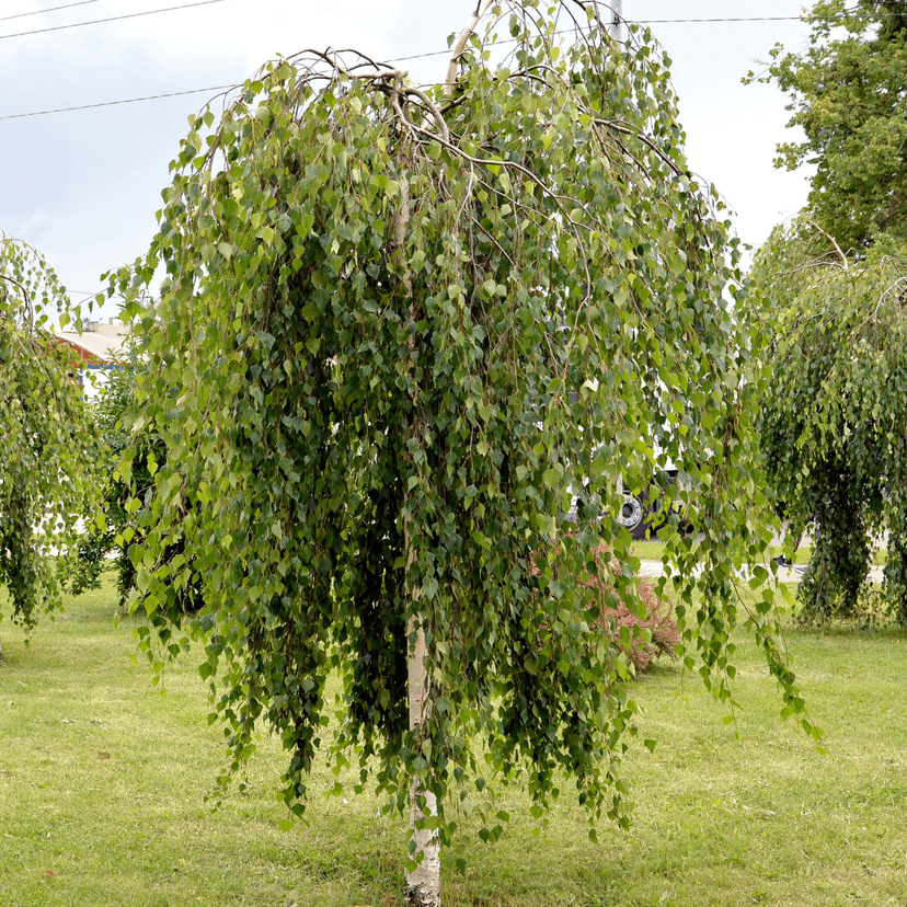 Youngs Weeping Birch | Ornamental Trees | Moon Valley Nurseries