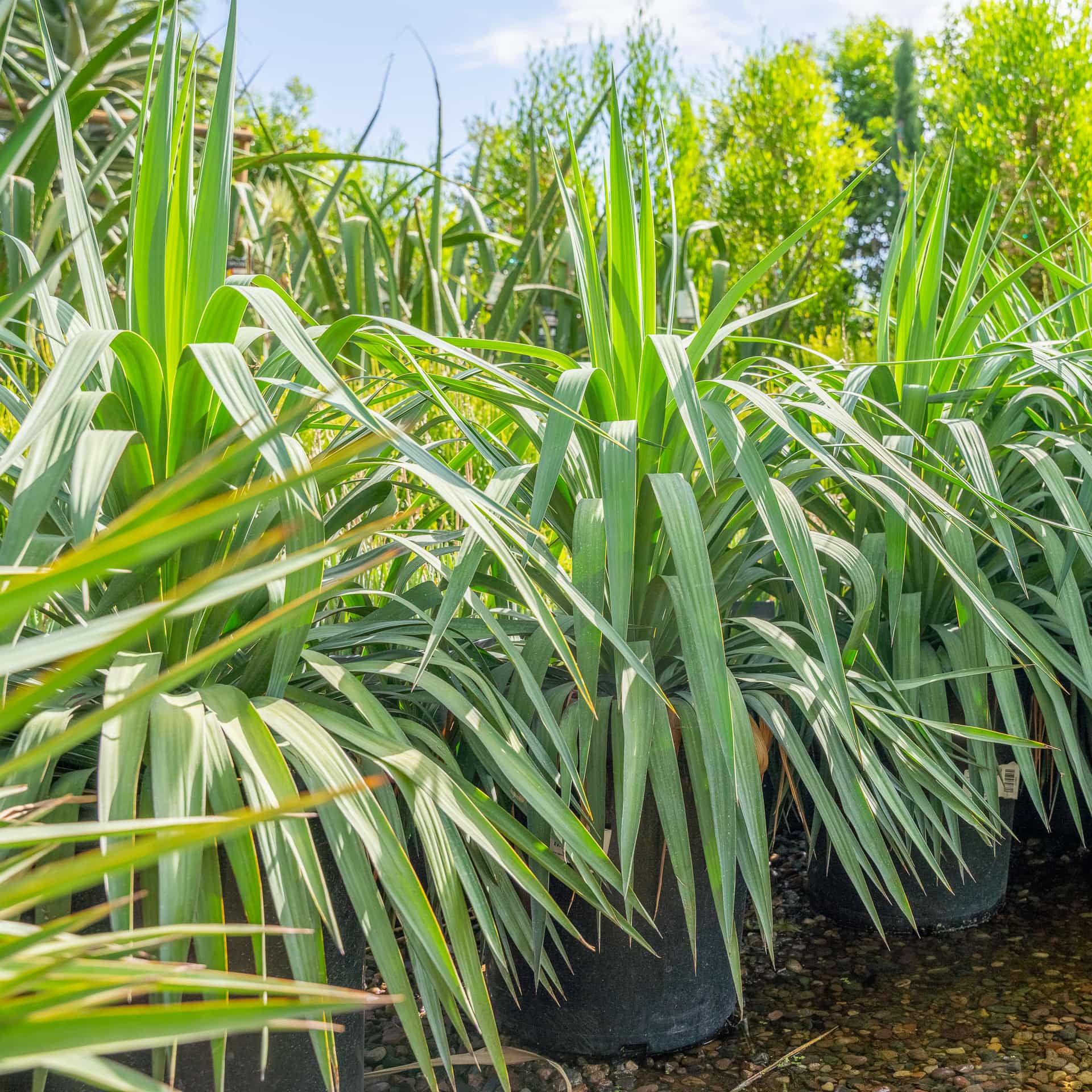 Yucca Pendula | Cacti Agave and More | Moon Valley Nurseries