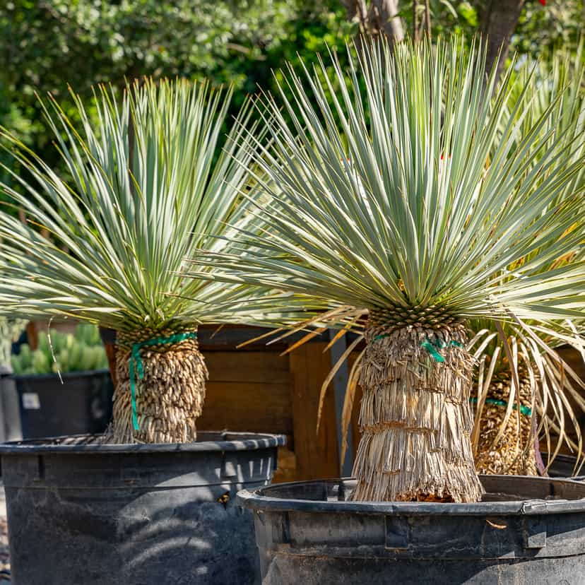 Joshua Tree | Desert Trees | Moon Valley Nurseries