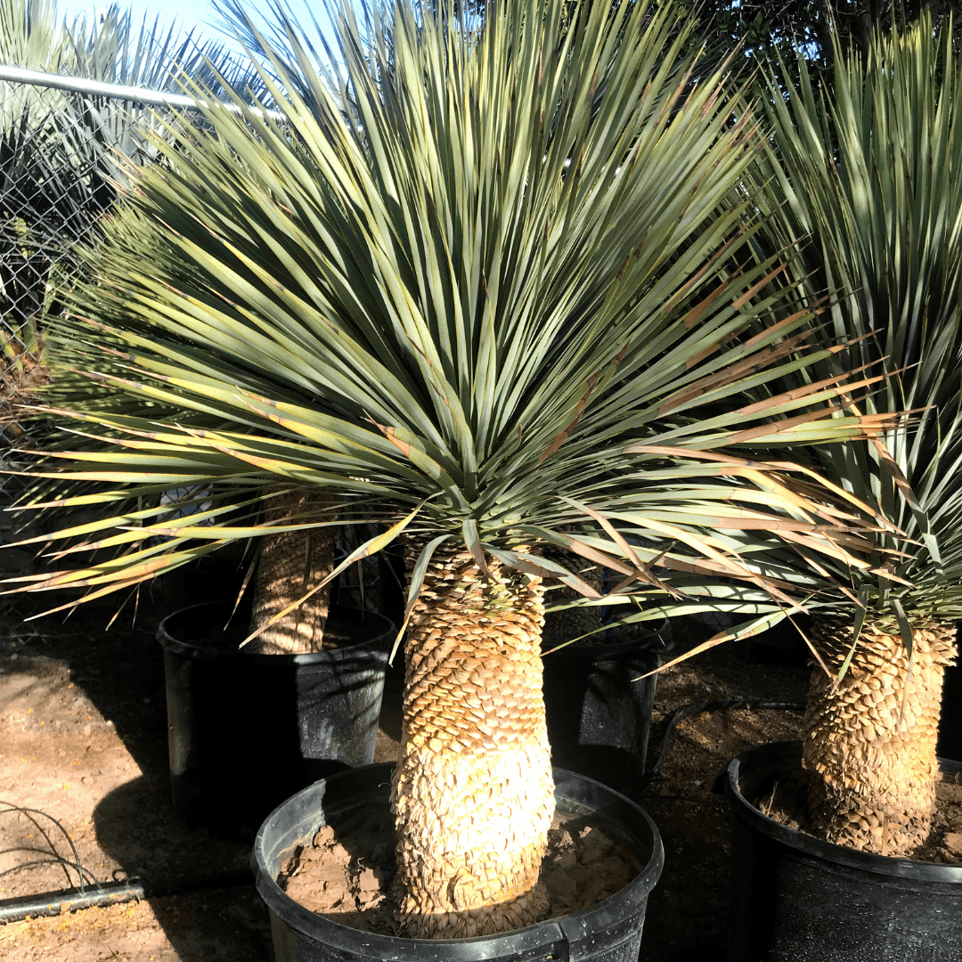Yucca Rostrata | Succulents | Moon Valley Nurseries