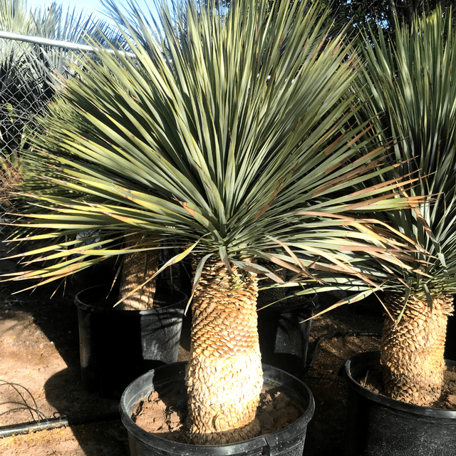 Yucca Rostrata | Succulents | Moon Valley Nurseries