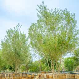 Fruitless Olive | Olive Tree | Moon Valley Nurseries