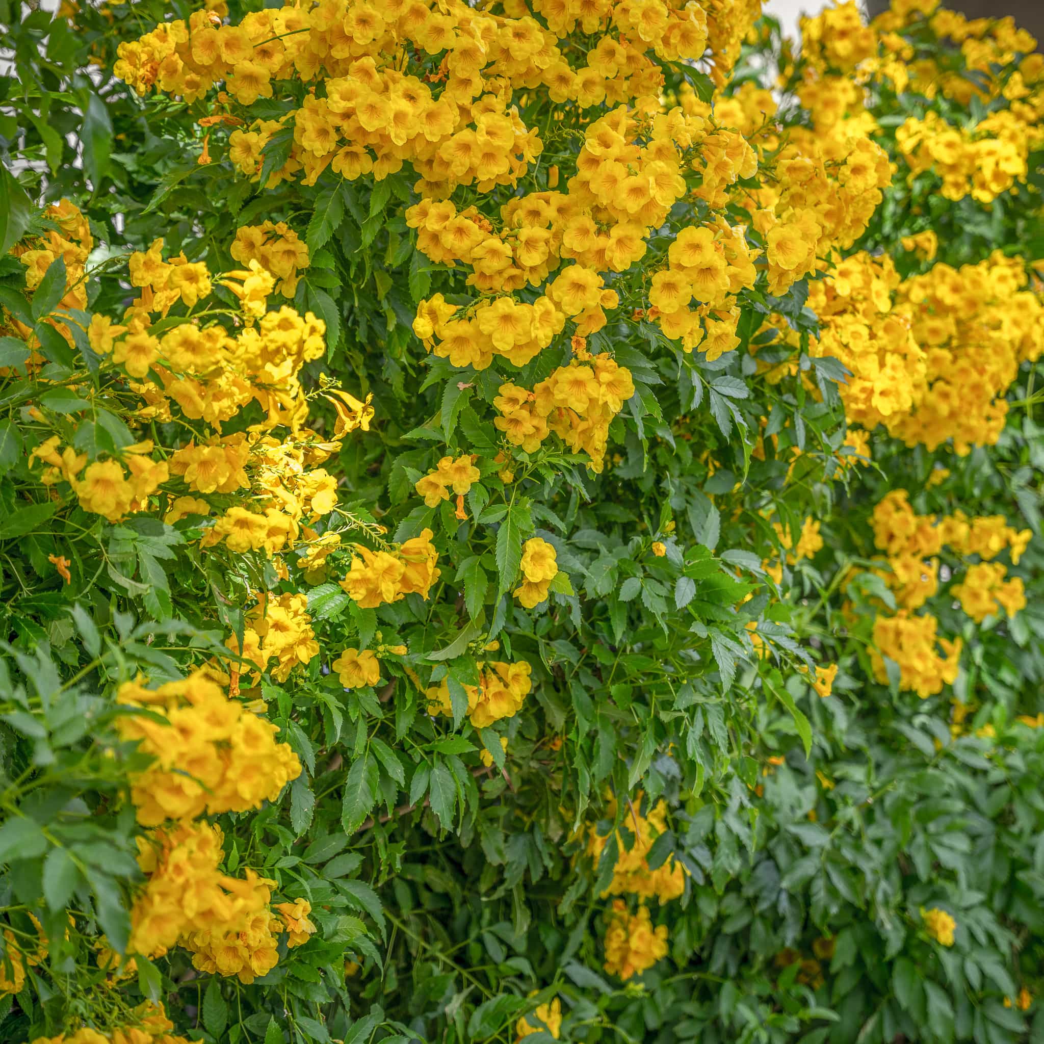 Yellow Bells | Shrubs | Moon Valley Nurseries