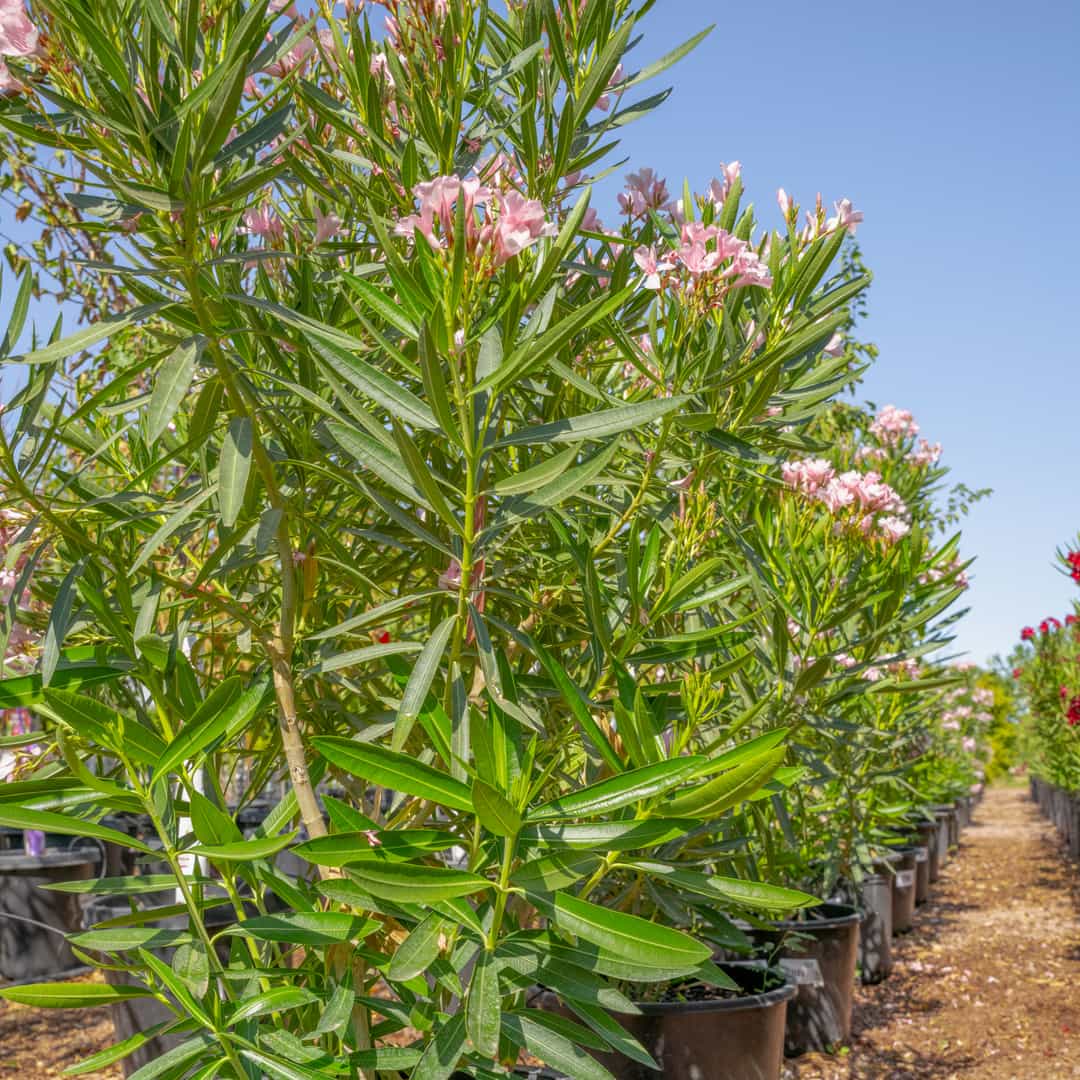 Oleander | Hedges | Moon Valley Nurseries