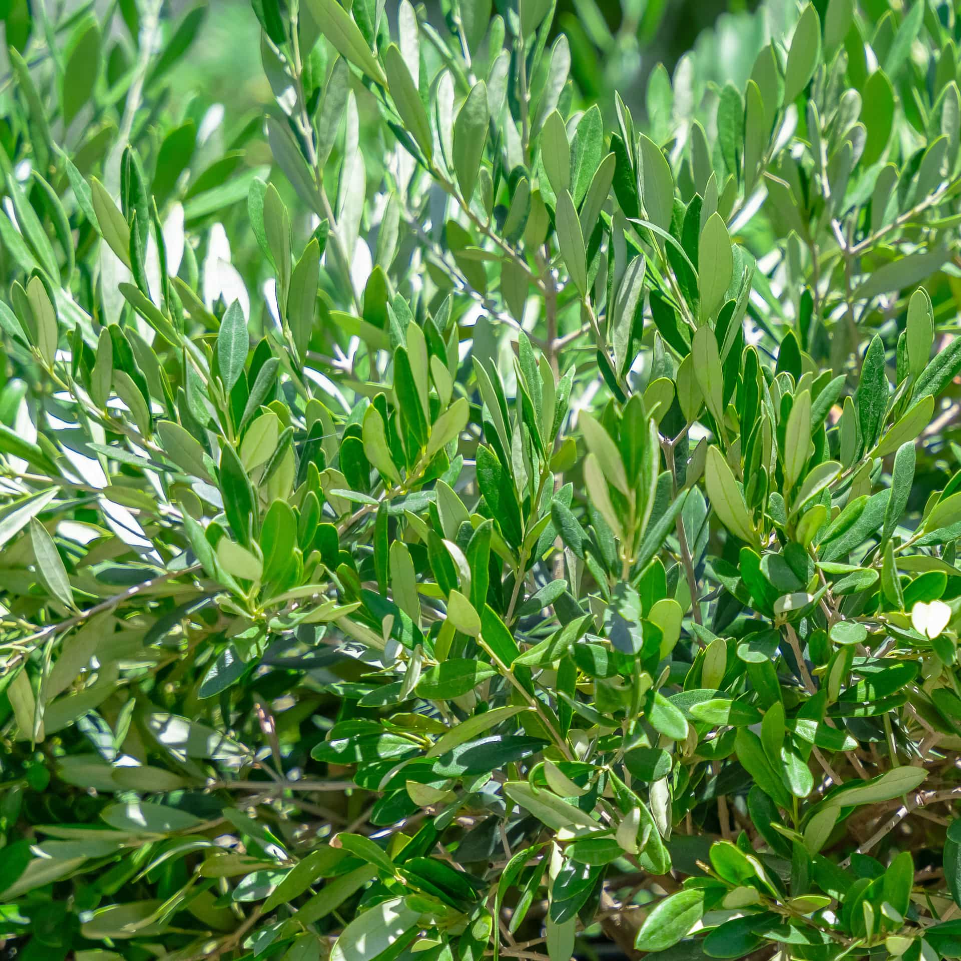 Little Ollie® Dwarf Olive| Shrubs | Moon Valley Nurseries
