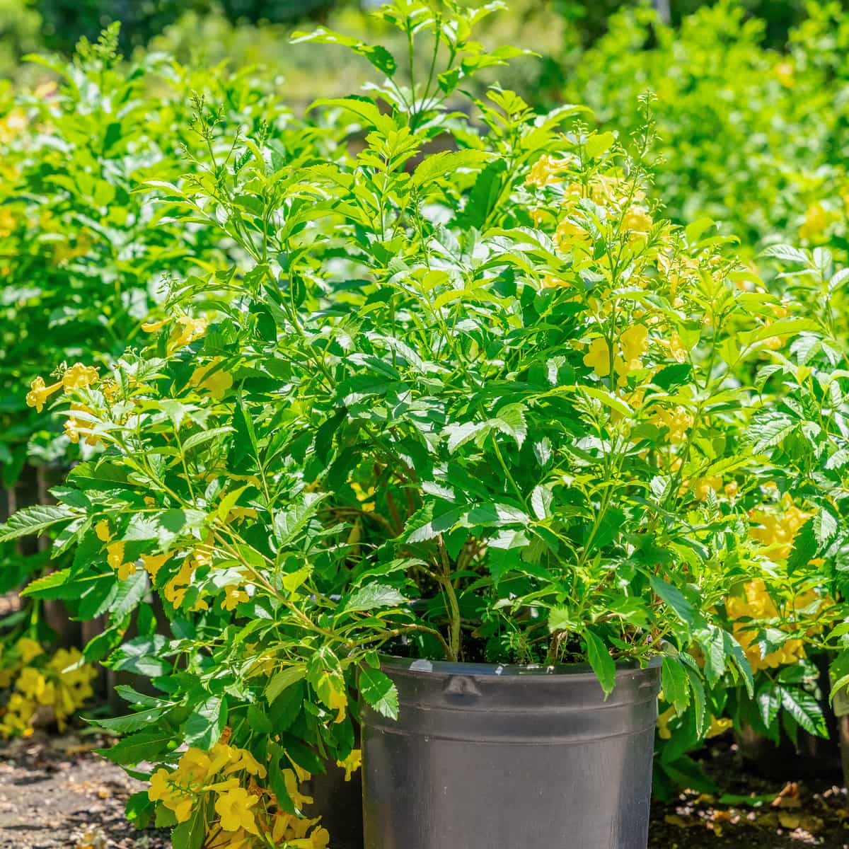 Yellow Bells | Shrubs | Moon Valley Nurseries