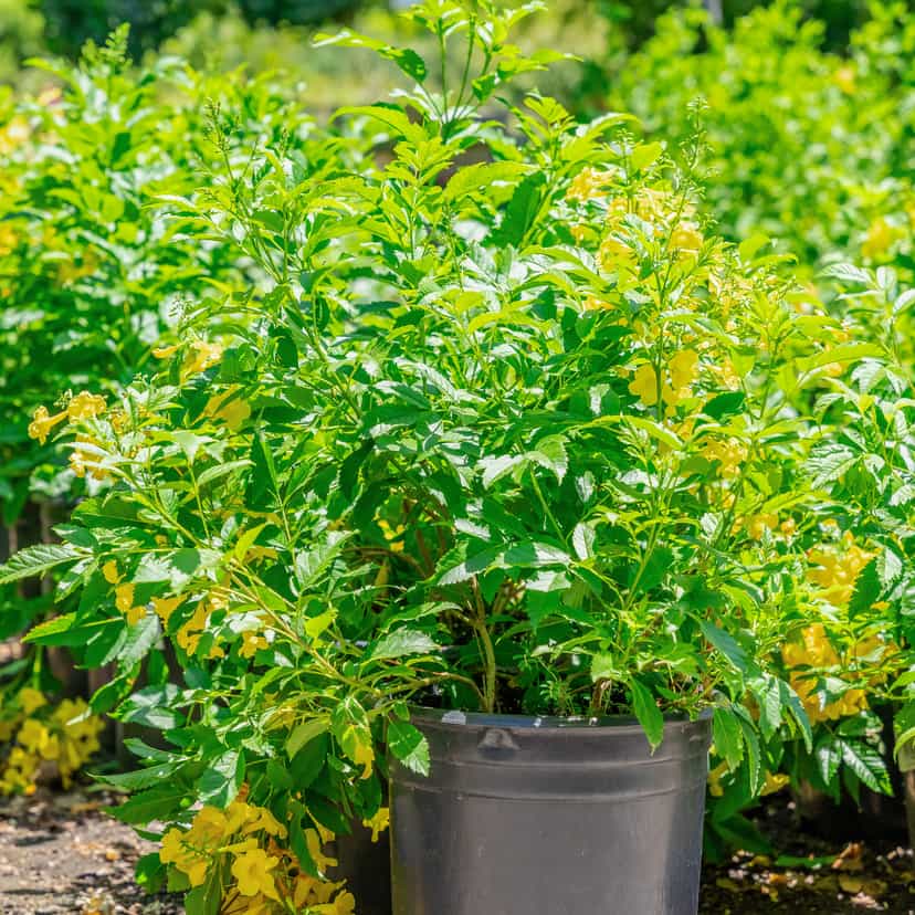 Yellow Bells | Shrubs | Moon Valley Nurseries