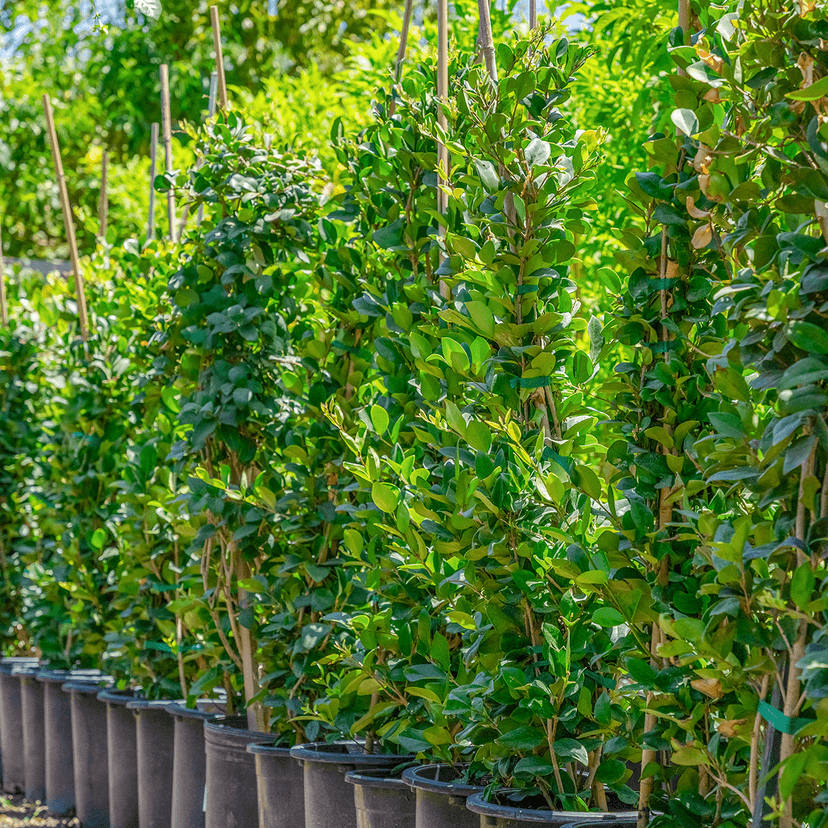 Wax Leaf Privet | Hedge Trees | Moon Valley Nurseries