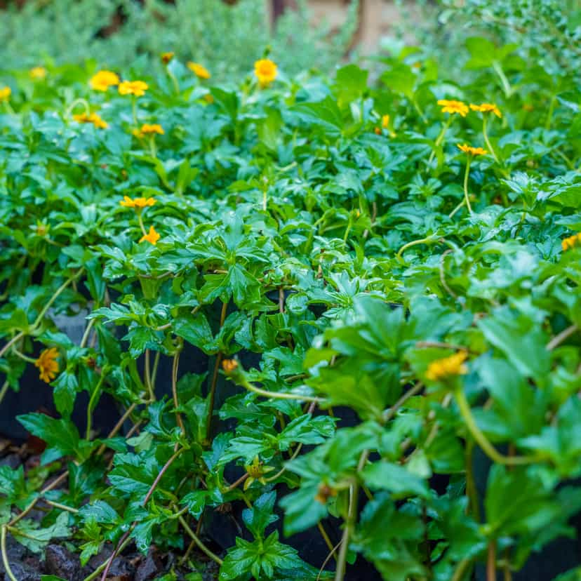 Yellow Dot Wedelia | Ground Covers | Moon Valley Nurseries