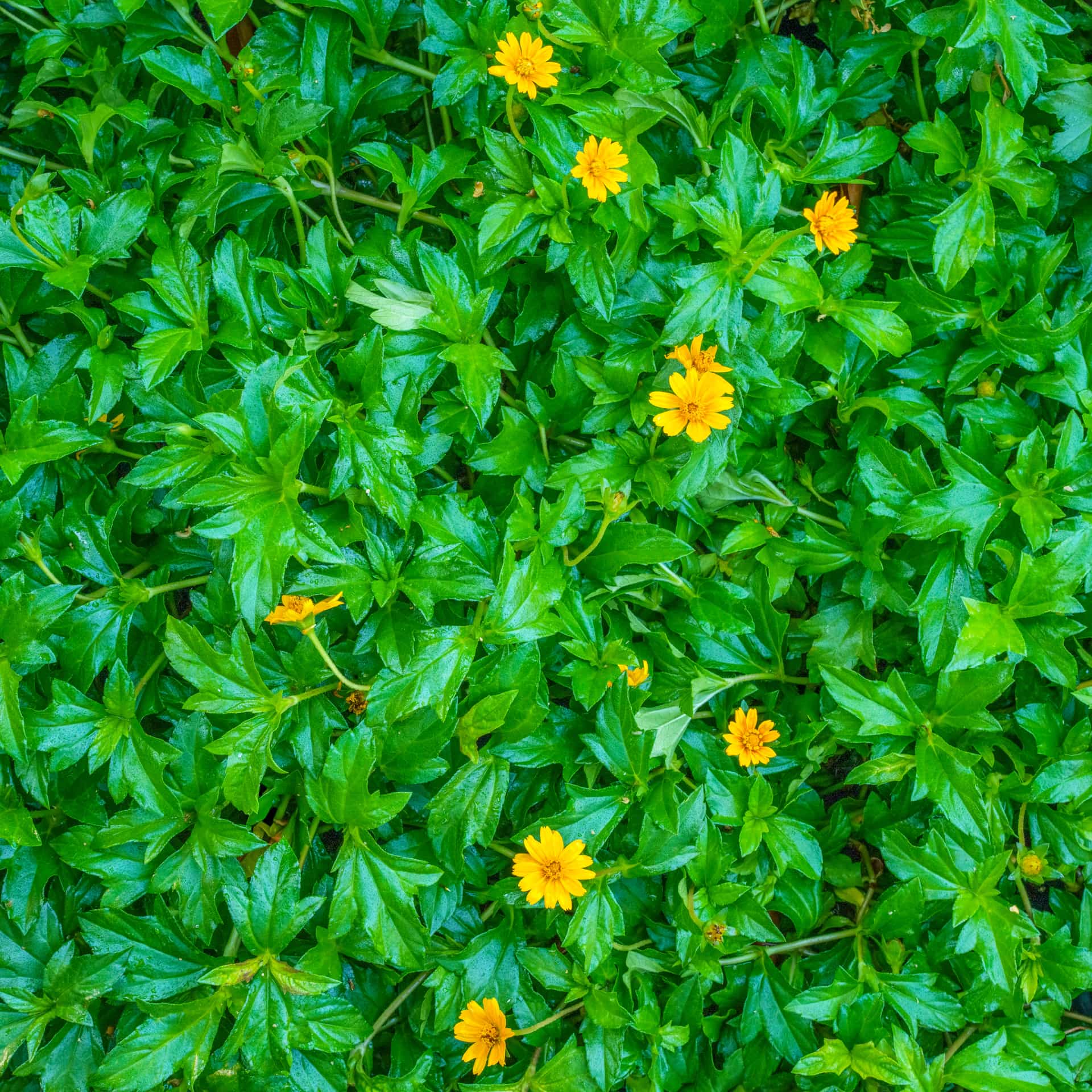 Yellow Dot Wedelia | Ground Covers | Moon Valley Nurseries