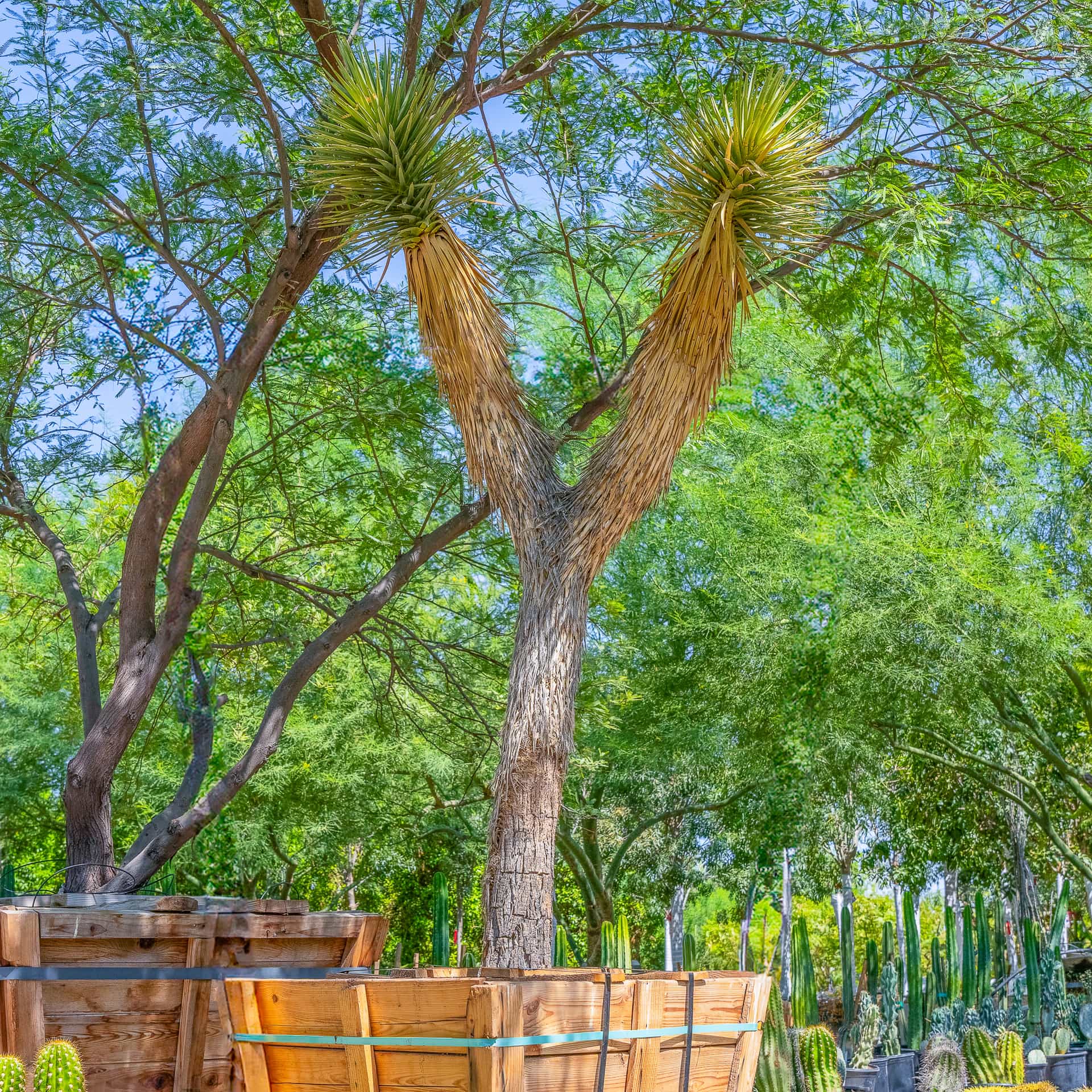 Joshua Tree | Desert Trees | Moon Valley Nurseries