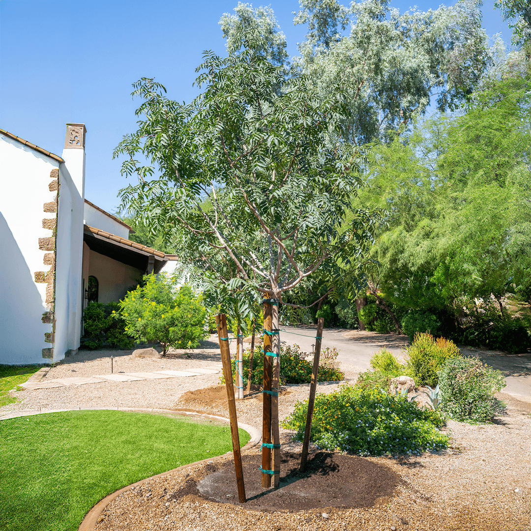 Chinese Pistache | Fast Growers | Moon Valley Nurseries