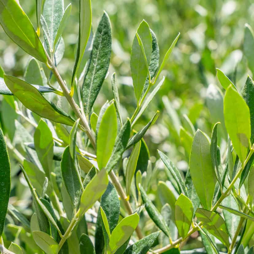 Fruitless Olive | Olive Tree | Moon Valley Nurseries