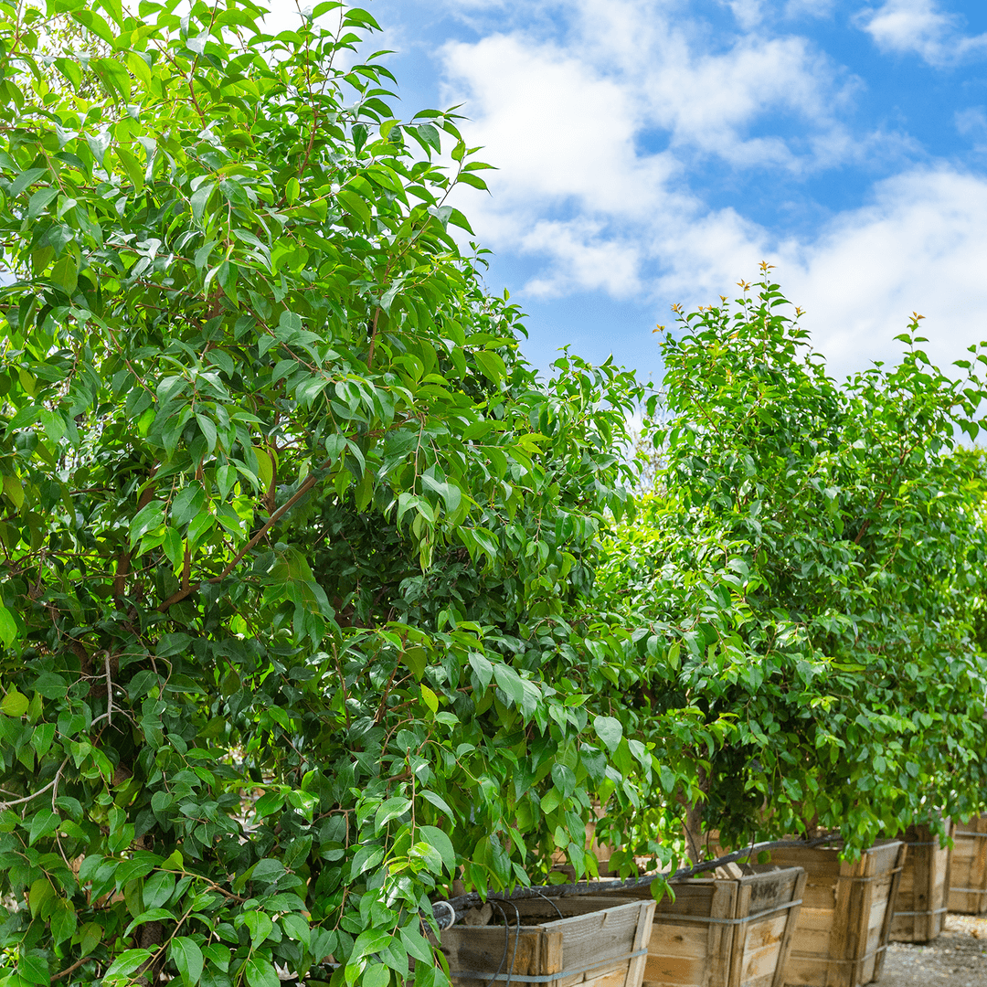 Xylosma | Hedge Material | Moon Valley Nurseries