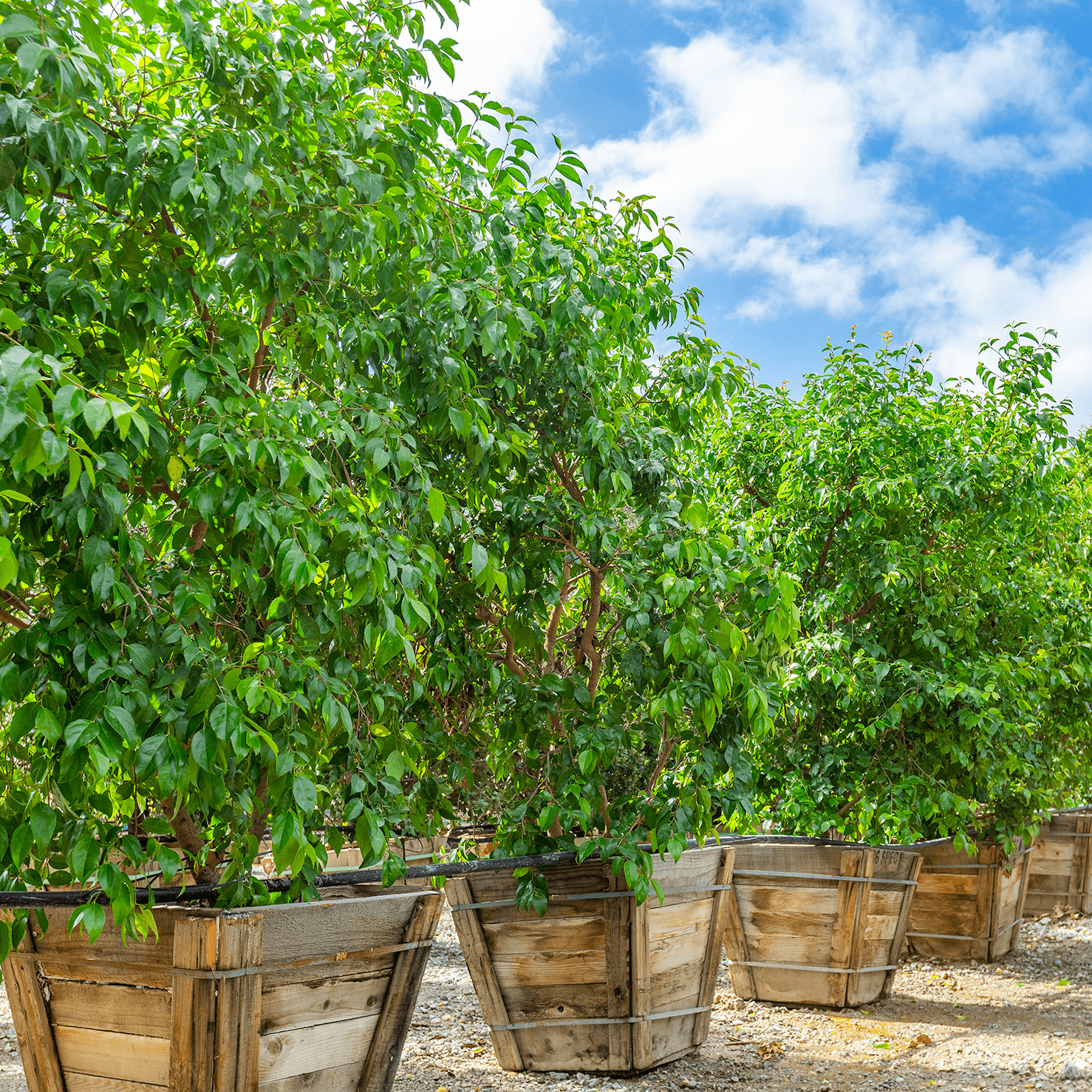 Xylosma | Hedge Material | Moon Valley Nurseries