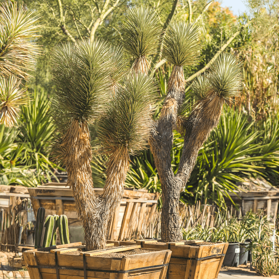 Joshua Tree | Desert Trees | Moon Valley Nurseries