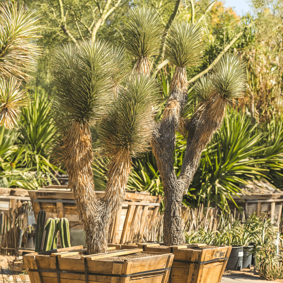 Joshua Tree | Desert Trees | Moon Valley Nurseries