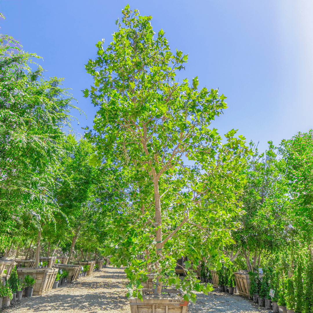 Mexican Sycamore | Fast Growers | Moon Valley Nurseries