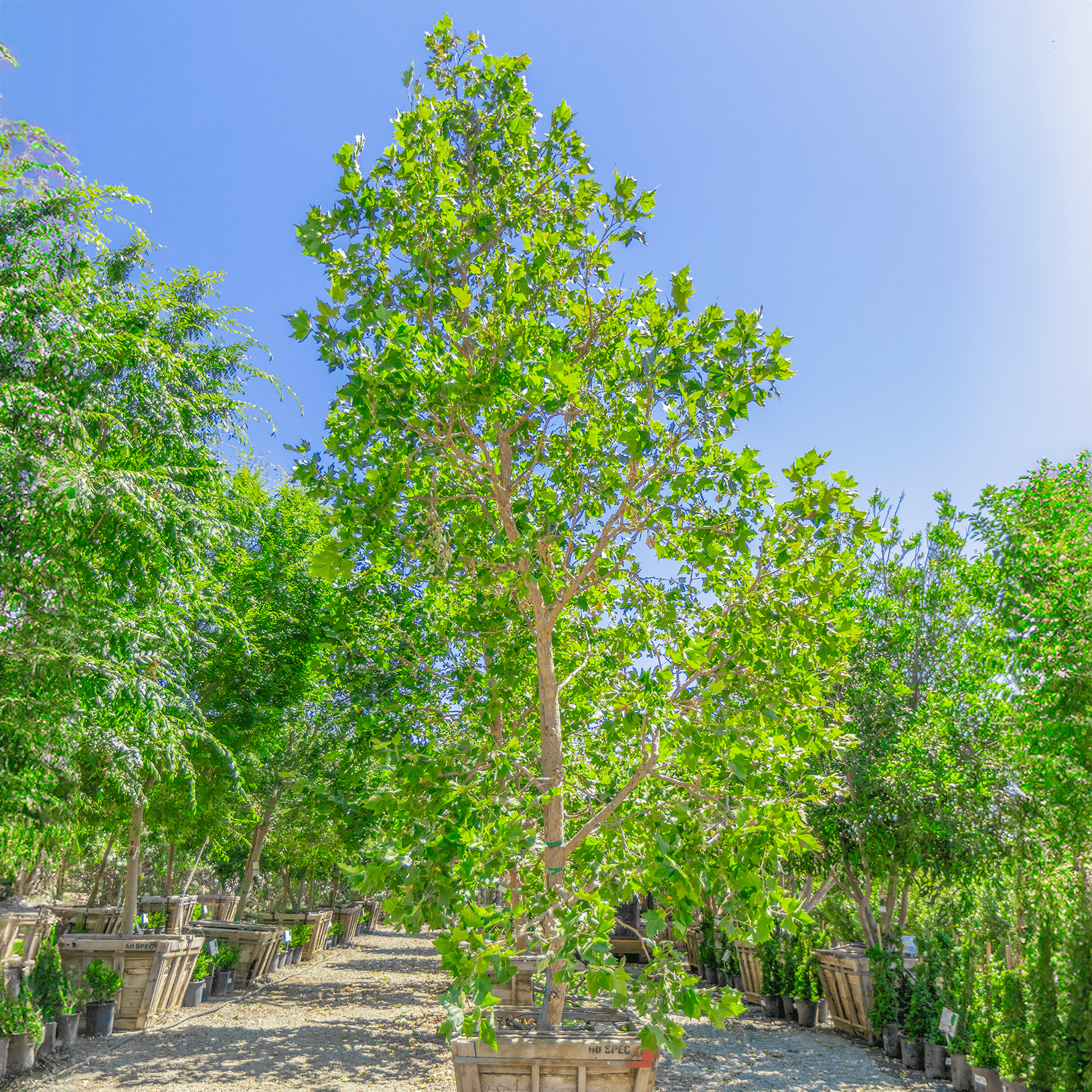 Mexican Sycamore | Fast Growers | Moon Valley Nurseries