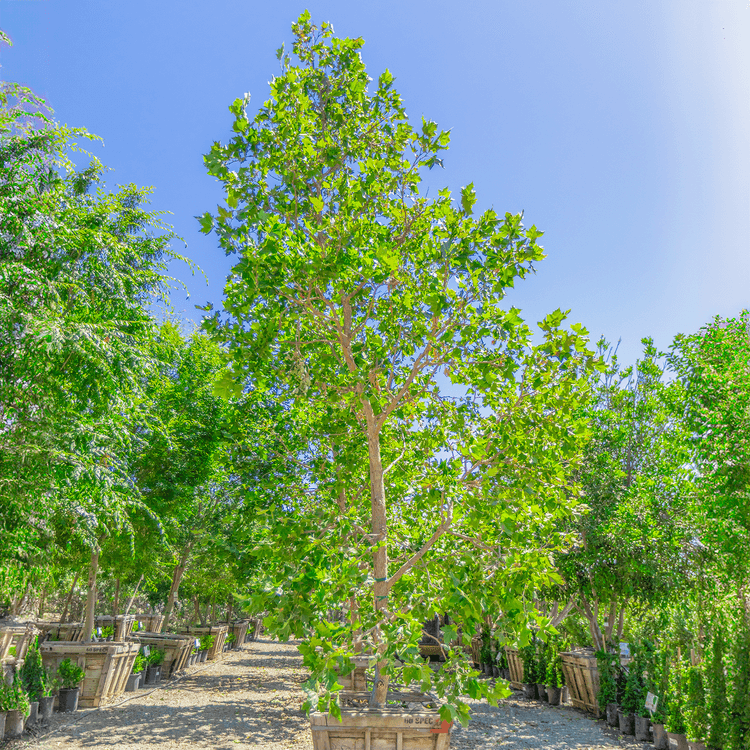 Mexican Sycamore | Fast Growers | Moon Valley Nurseries