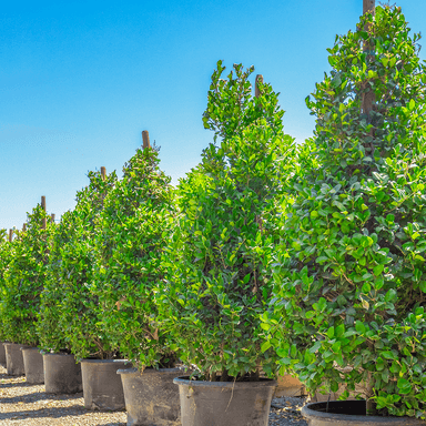 Wax Leaf Privet | Hedge Trees | Moon Valley Nurseries