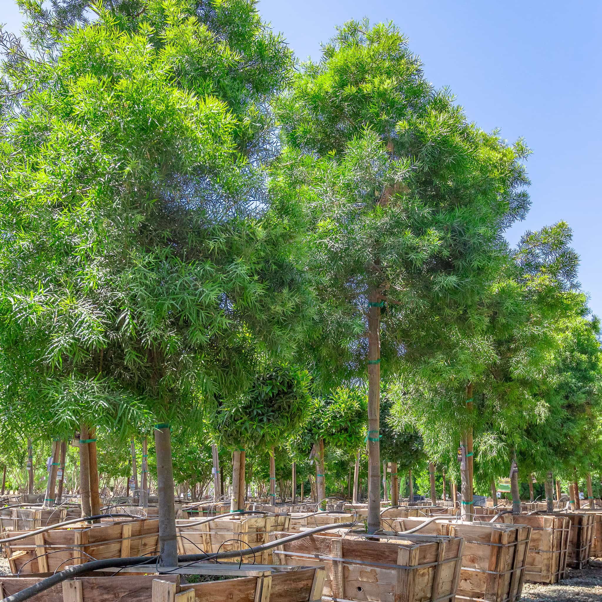 Podocarpus | Evergreen Tree | Moon Valley Nurseries