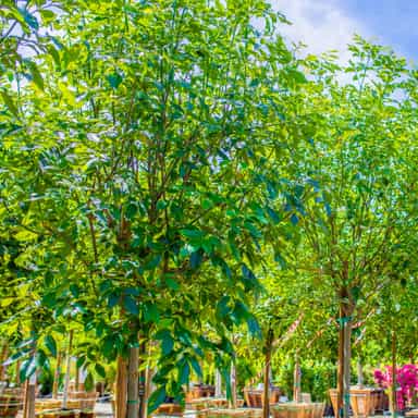 Arizona Ash | Fast Growers | Moon Valley Nurseries