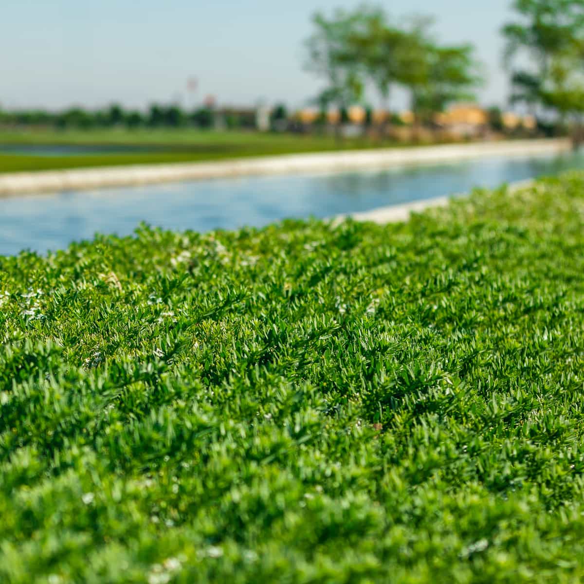 Myoporum | Ground Covers | Moon Valley Nurseries