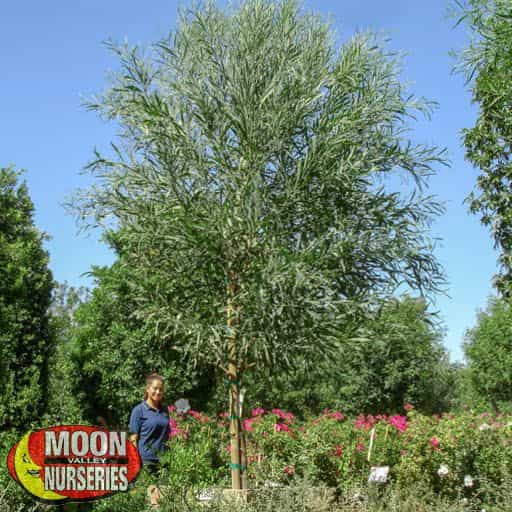 Shop Acacia Saligna Flowering Trees at Moon Valley Nurseries