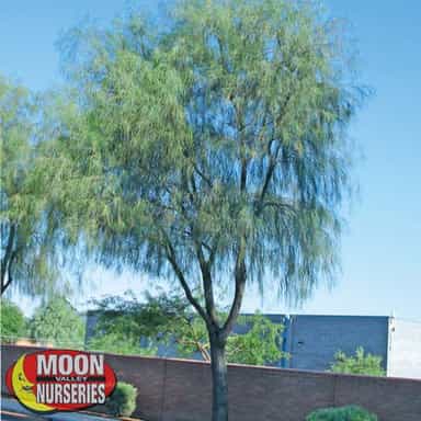 Shoestring Acacia | Desert Trees | Moon Valley Nurseries