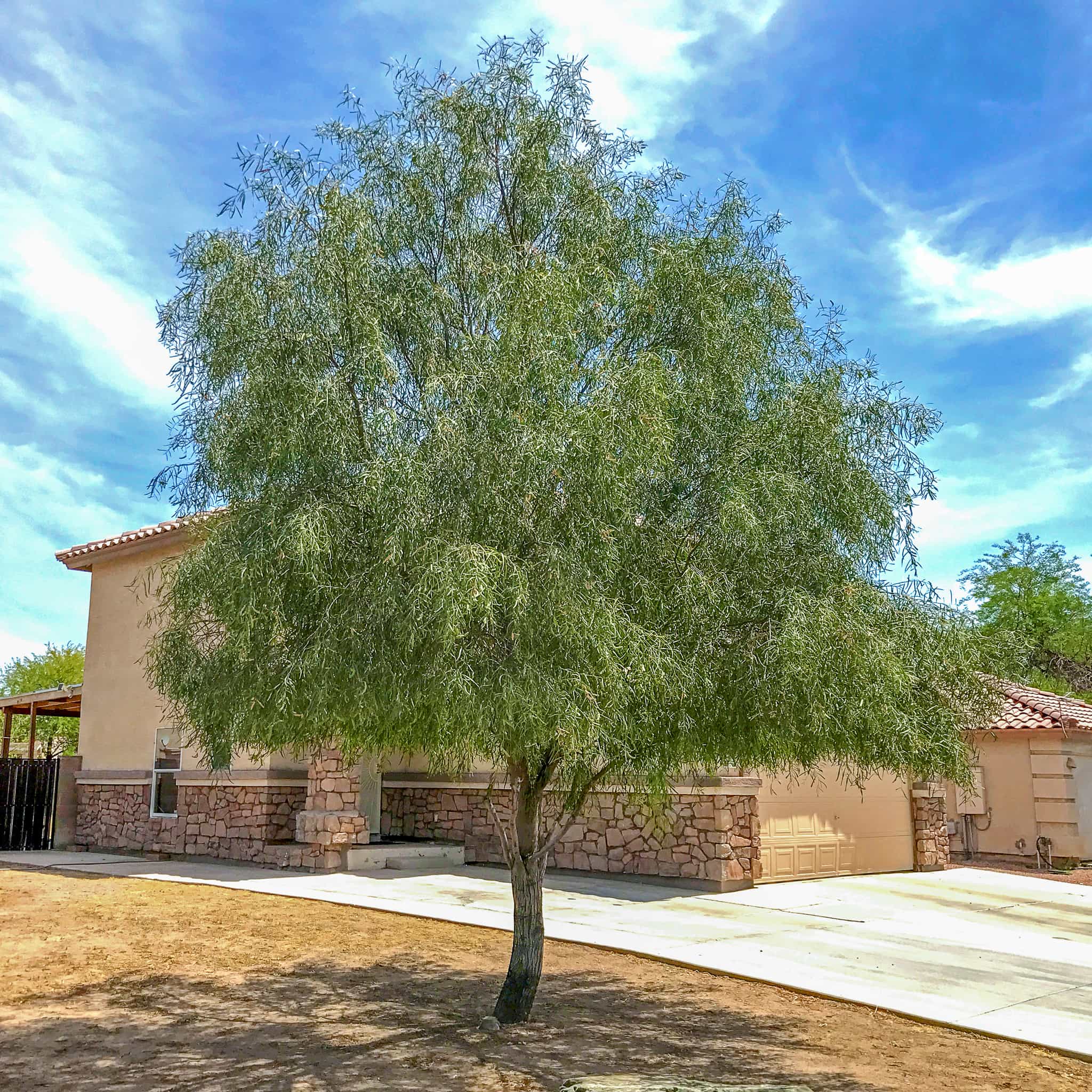 Willow Acacia | Desert Trees | Moon Valley Nurseries