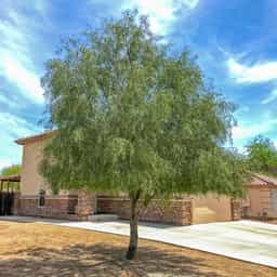 Willow Acacia | Desert Trees | Moon Valley Nurseries