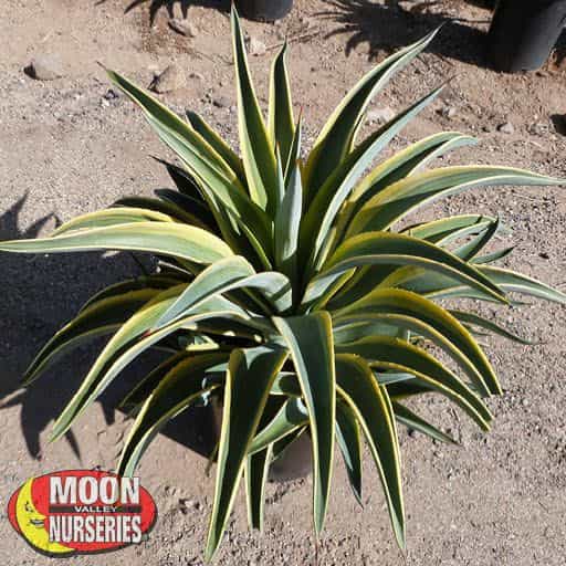 Sticks on Fire | Cacti Agave and More | Moon Valley Nurseries