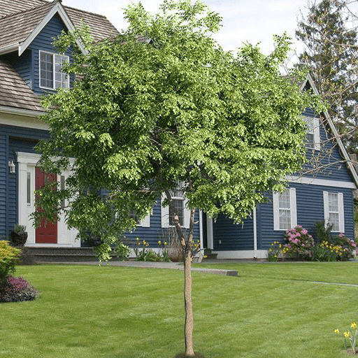 Shop American Beech Specimen Trees at Moon Valley Nurseries