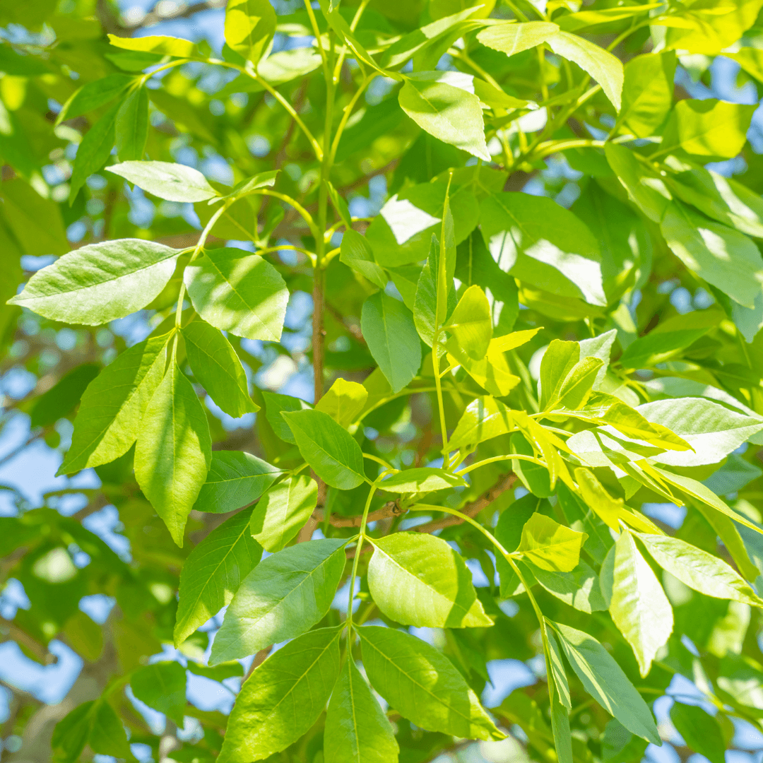 Arizona Ash | Fast Growers | Moon Valley Nurseries