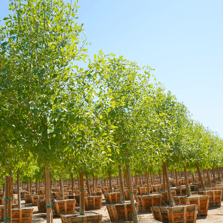 Arizona Ash | Fast Growers | Moon Valley Nurseries