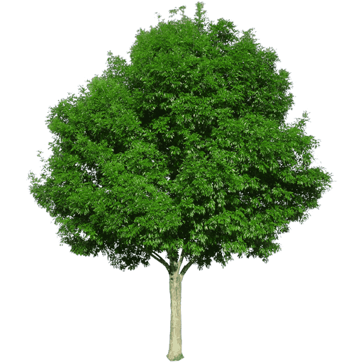 Berrinda Ash | Fast Growers| Moon Valley Nurseries