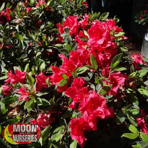 Encore Azaleas | Shrubs | Moon Valley Nurseries