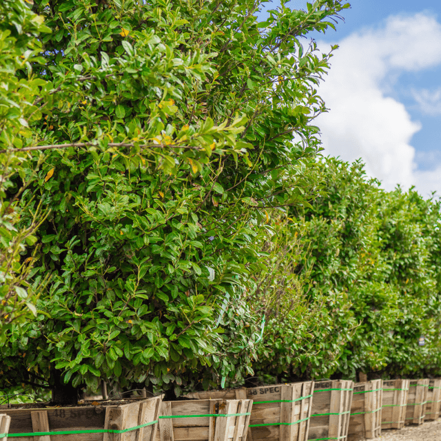 Bay Laurel | Hedge Tree | Moon Valley Nurseries
