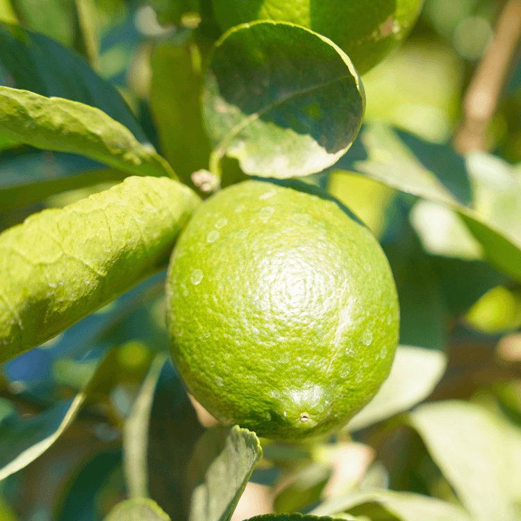 Mexican Lime | Citrus and Fruit | Moon Valley Nursery