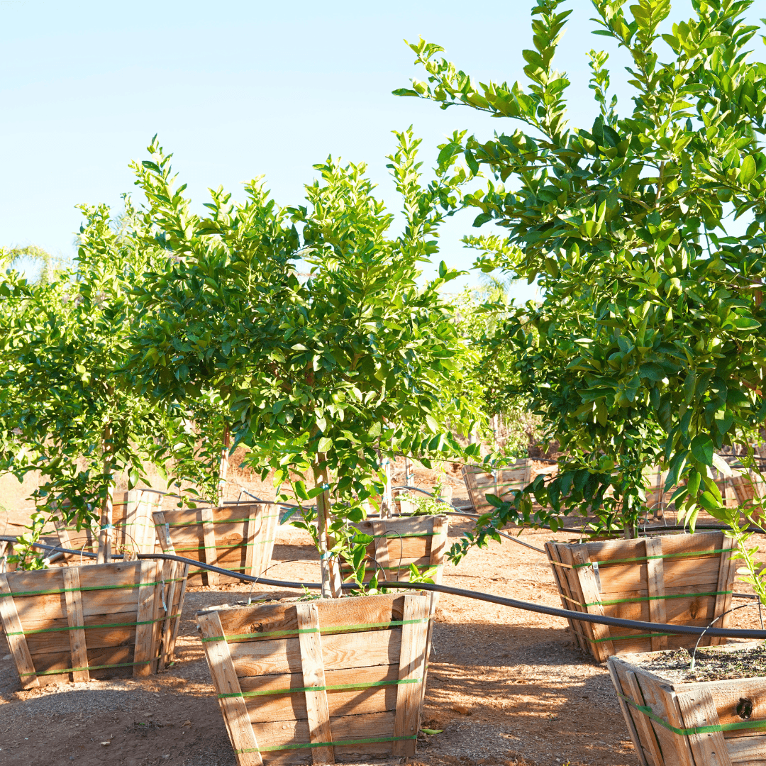 Bearss Lime | Citrus and Fruit | Moon Valley Nursery