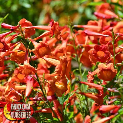 Shrubs for Sale | Moon Valley Nurseries