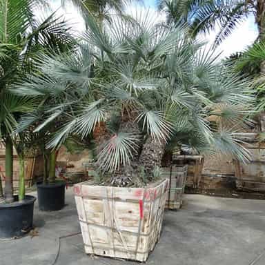 Blue Mediterranean Fan Palm | Palm Trees | Moon Valley Nurseries