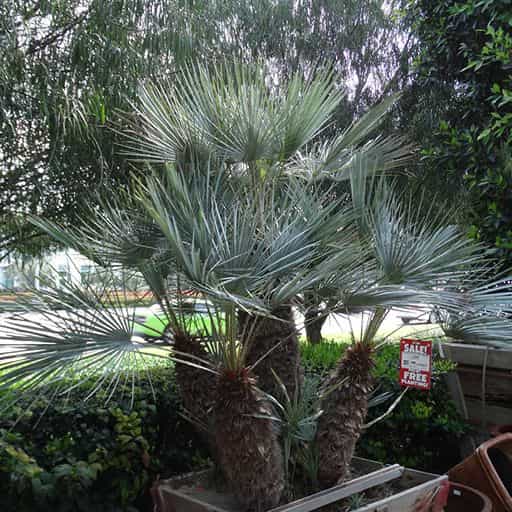 Blue Mediterranean Fan Palm | Palm Trees | Moon Valley Nurseries