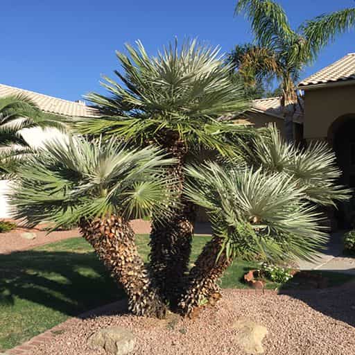 Blue Mediterranean Fan Palm | Palm Trees | Moon Valley Nurseries